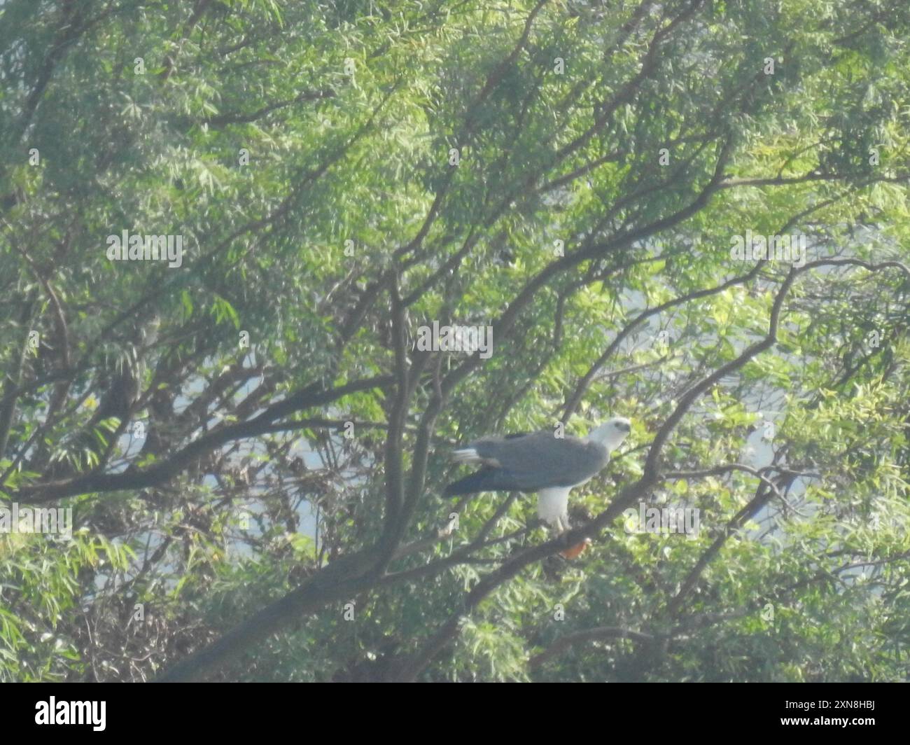 White-bellied Sea-Eagle (Icthyophaga leucogaster) Aves Stock Photo - Alamy