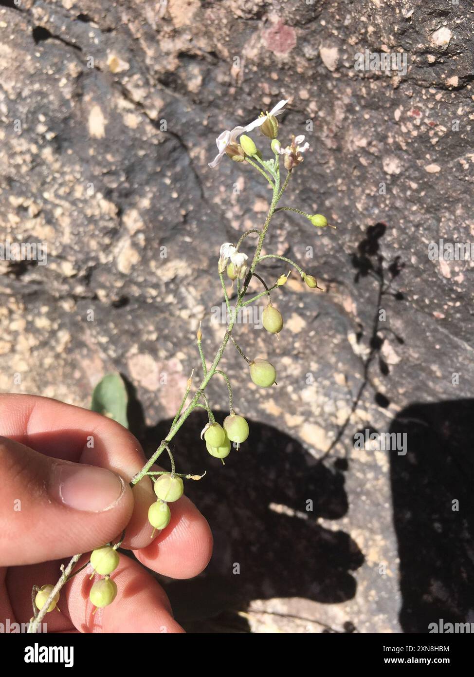 white bladderpod (Physaria purpurea) Plantae Stock Photo - Alamy