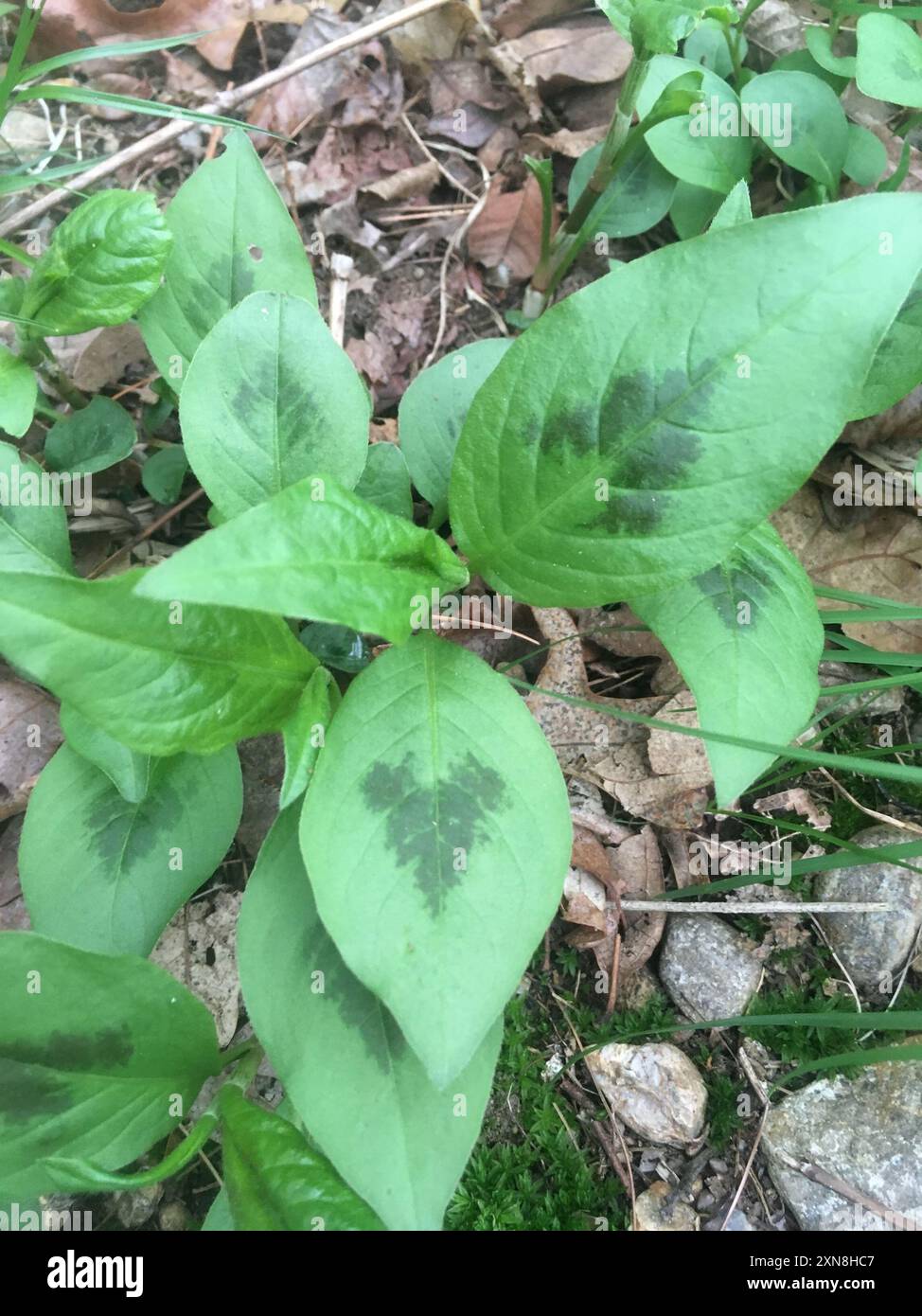 American jumpseed (Persicaria virginiana) Plantae Stock Photo - Alamy