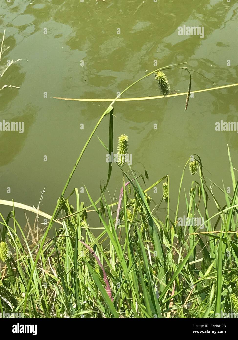 grasses, sedges, cattails, and allies (Poales) Plantae Stock Photo - Alamy