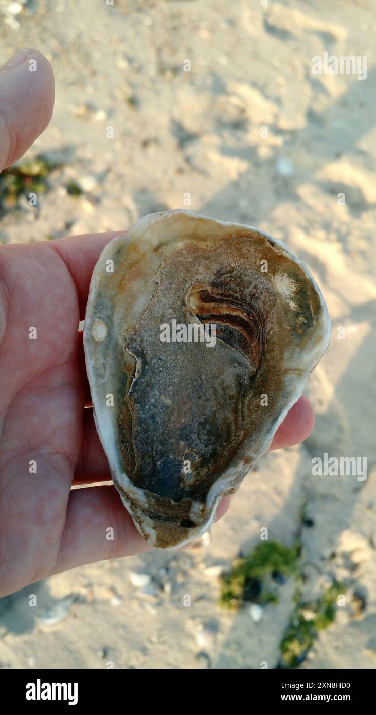 Eastern Oyster (Crassostrea virginica) Mollusca Stock Photo - Alamy