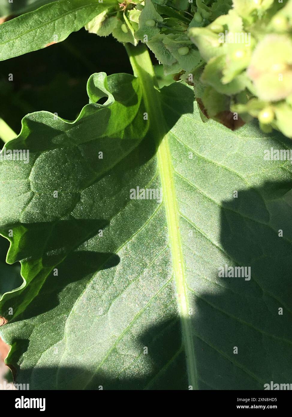 Greek Dock (Rumex cristatus) Plantae Stock Photo - Alamy