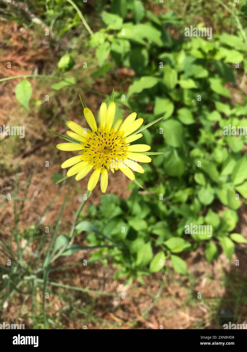 Salsifies (Tragopogon) Plantae Stock Photo - Alamy