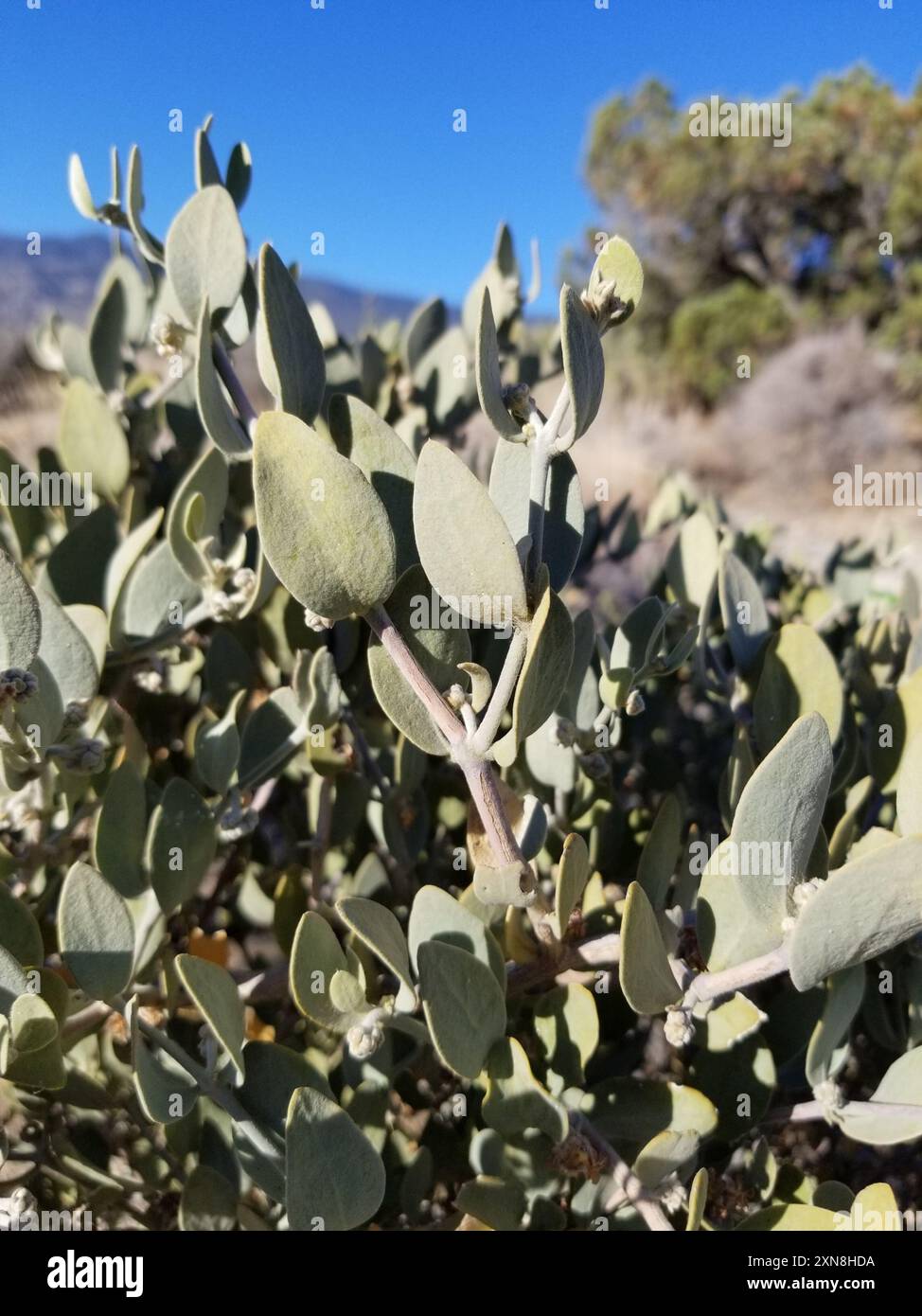 jojoba (Simmondsia chinensis) Plantae Stock Photo - Alamy