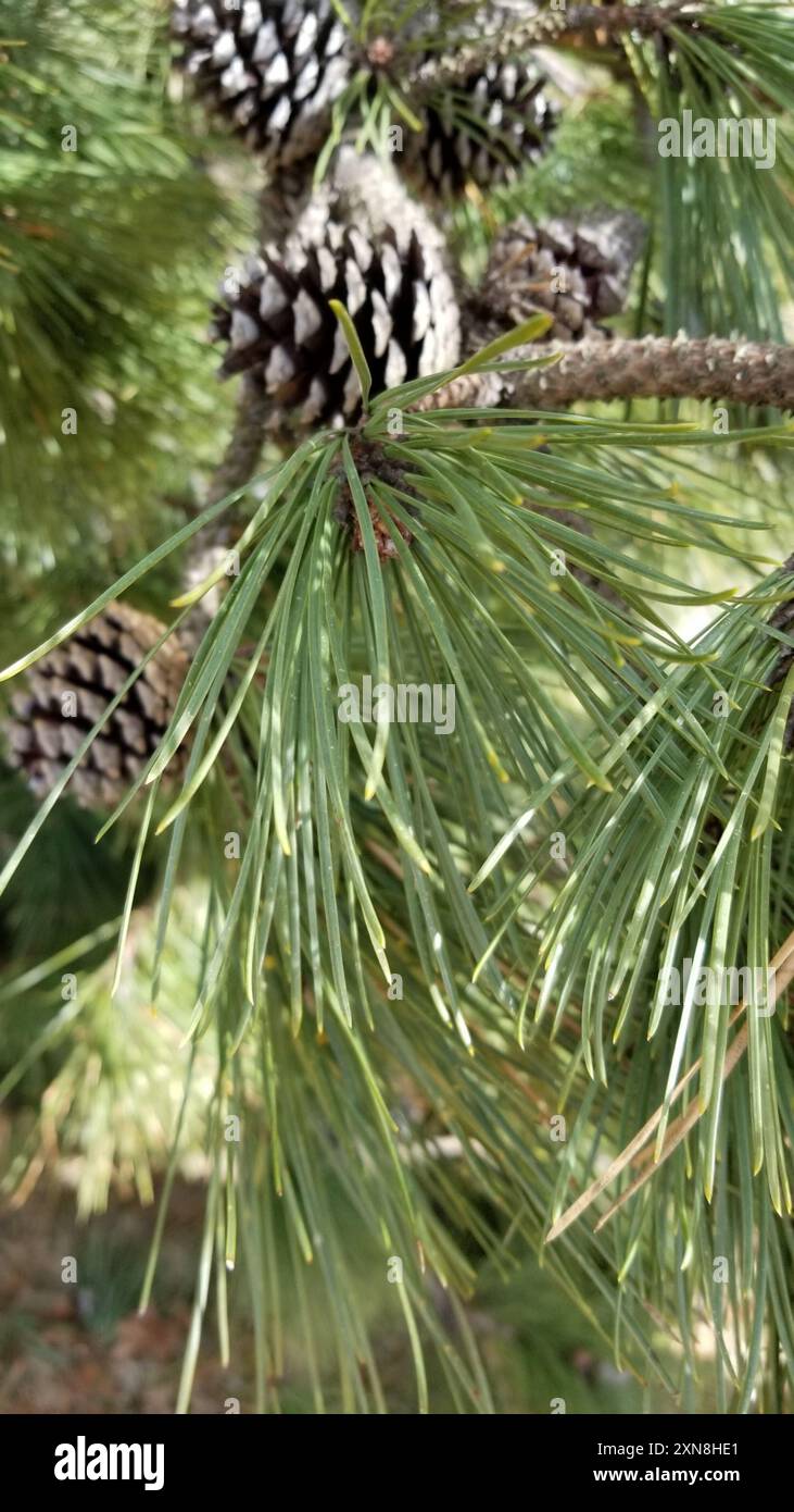 pitch pine (Pinus rigida) Plantae Stock Photo - Alamy