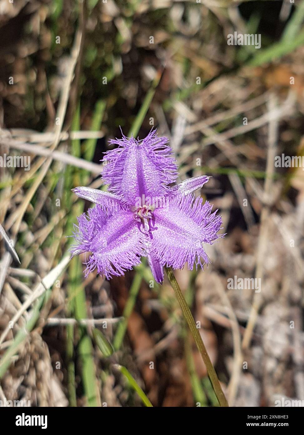 Fringe-lilies (Thysanotus) Plantae Stock Photo - Alamy