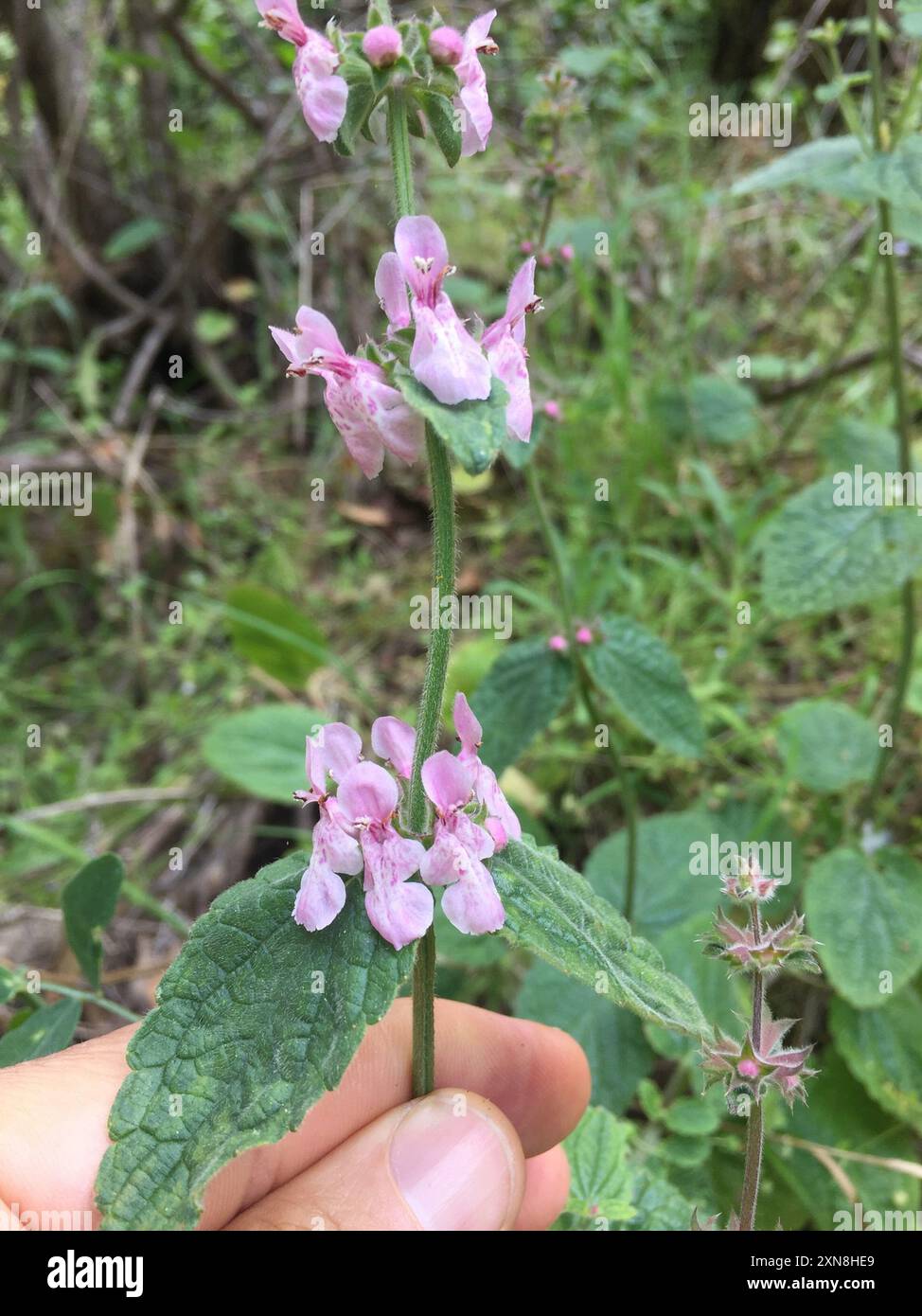 California Hedge Nettle (Stachys bullata) Plantae Stock Photo - Alamy