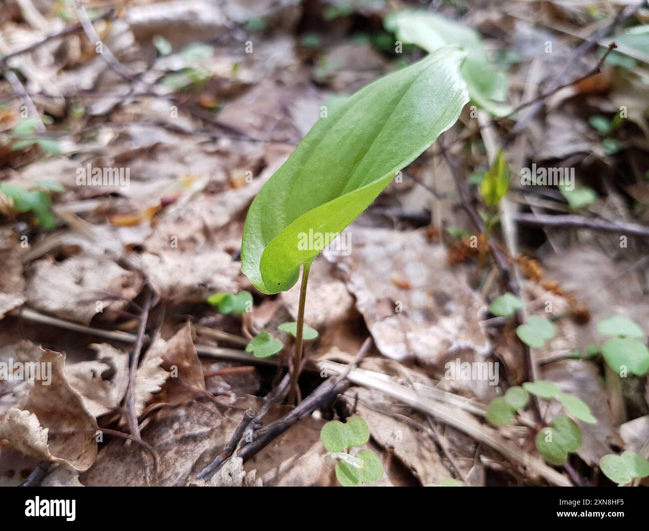 May Lily (Maianthemum bifolium) Plantae Stock Photo - Alamy
