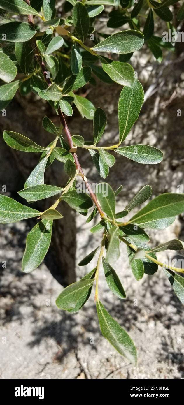 red willow (Salix laevigata) Plantae Stock Photo - Alamy