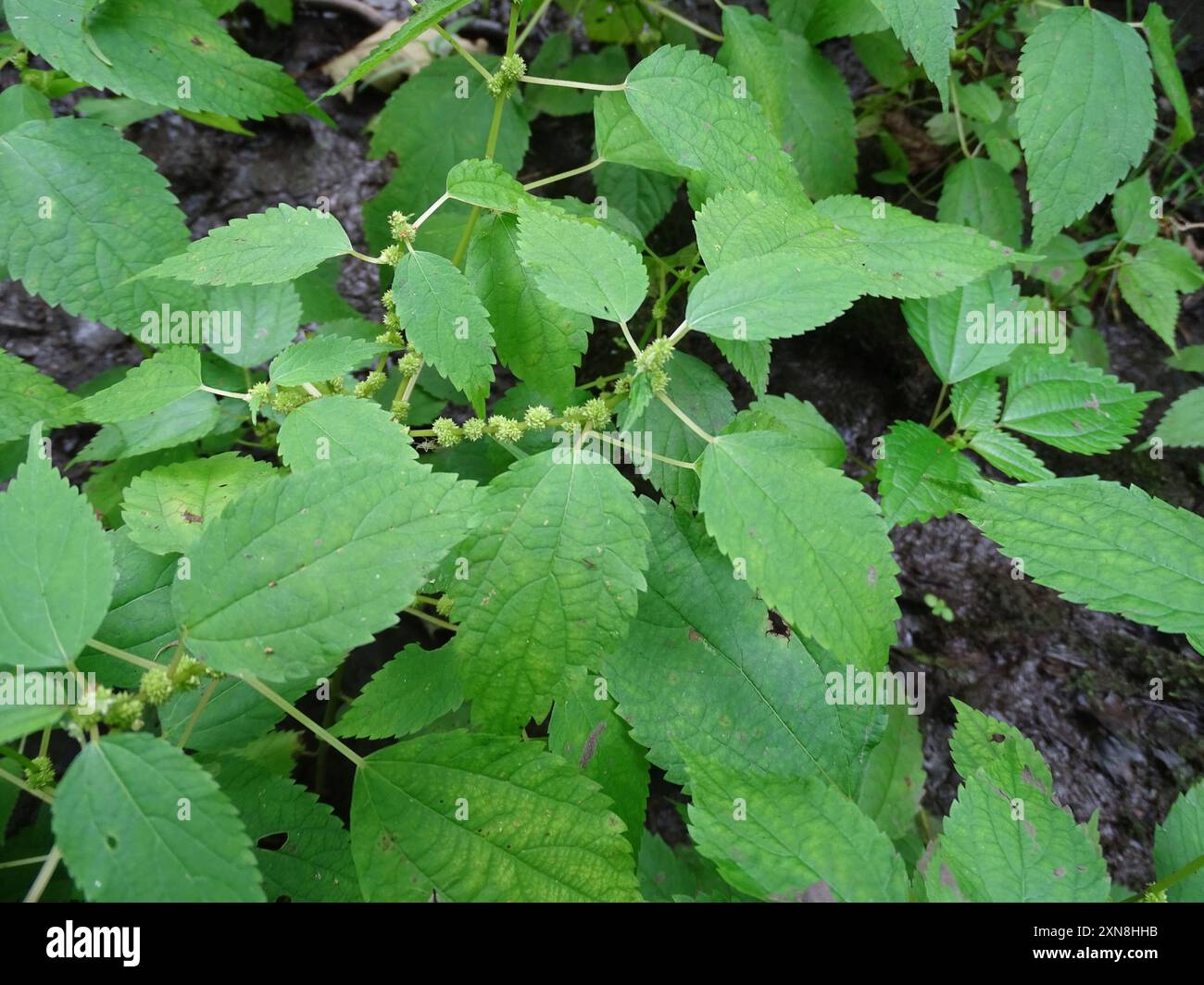 false nettle (Boehmeria cylindrica) Plantae Stock Photo - Alamy