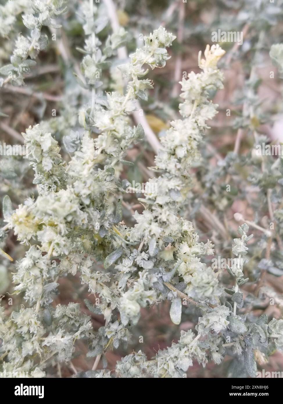 Cattle Saltbush (Atriplex polycarpa) Plantae Stock Photo - Alamy