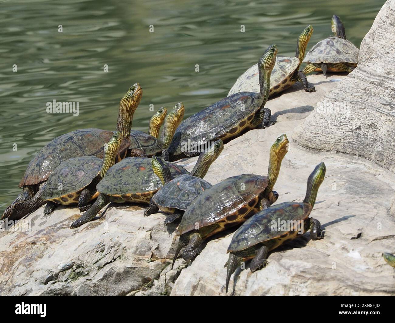 Common thread turtle (Mauremys sinensis) Reptilia Stock Photo - Alamy