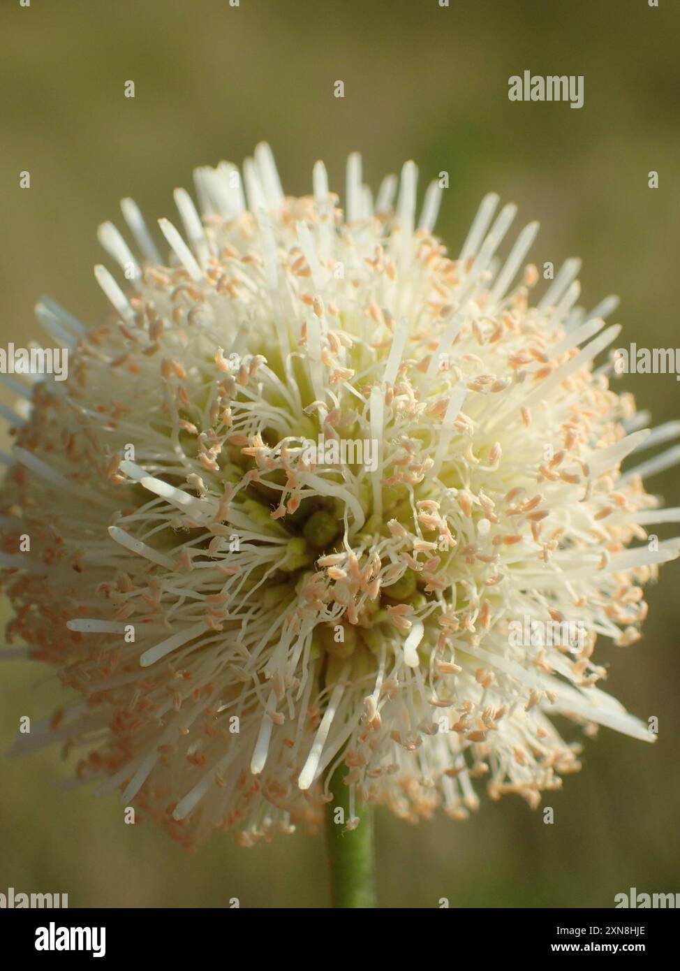 White leadtree (Leucaena leucocephala) Plantae Stock Photo - Alamy