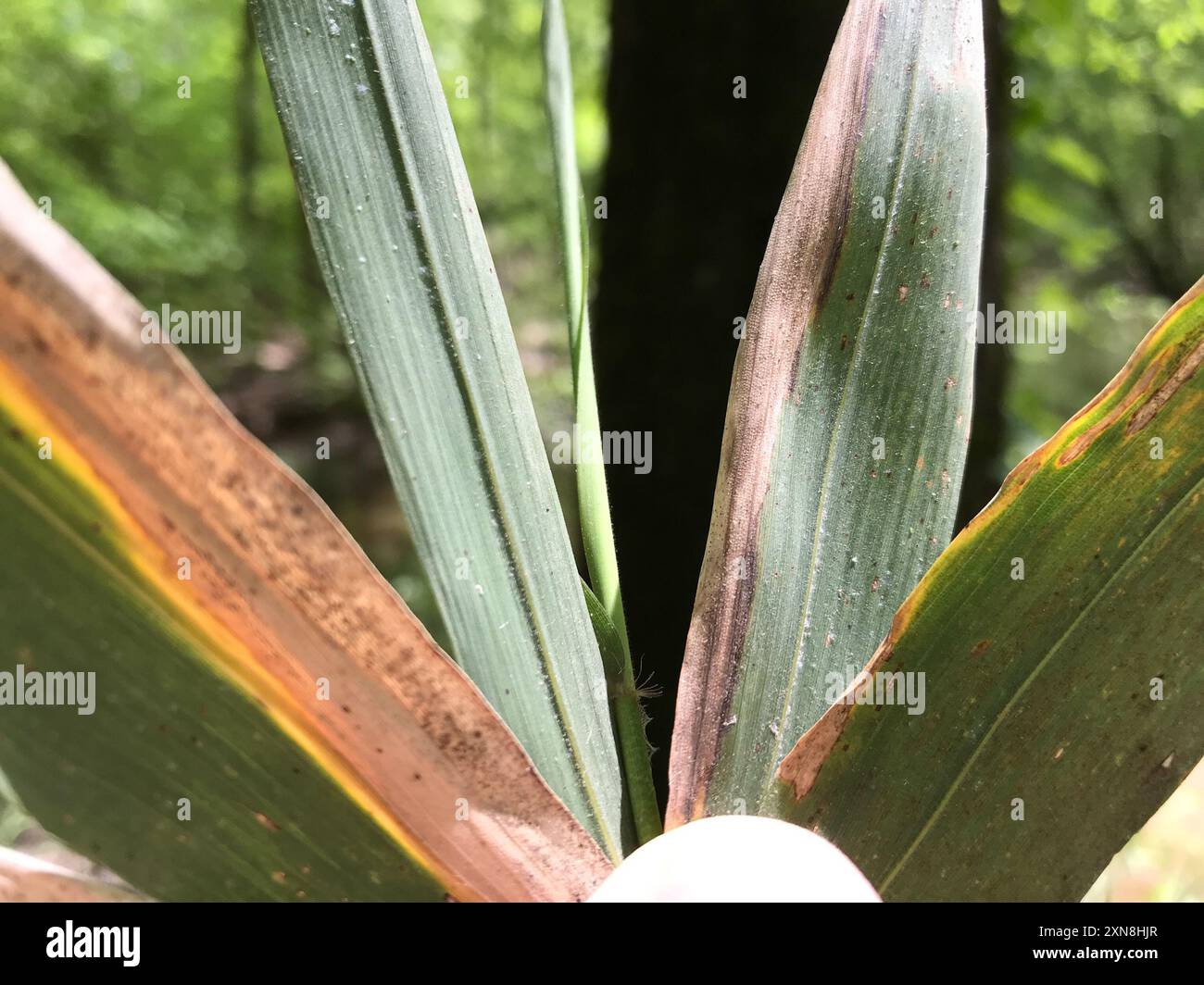 switch cane (Arundinaria tecta) Plantae Stock Photo - Alamy