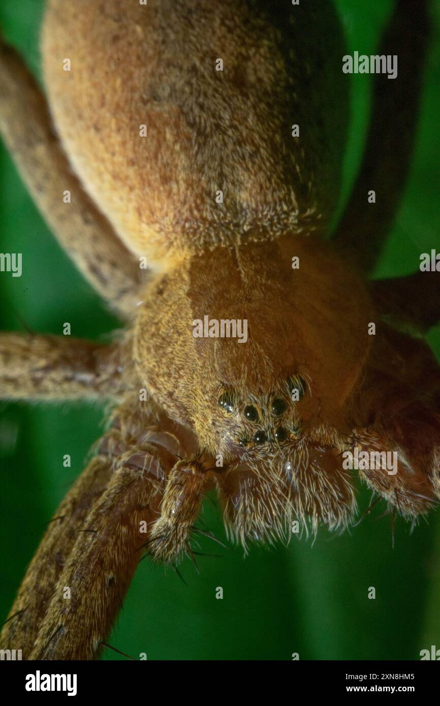 American Nursery Web Spider (Pisaurina mira) Arachnida Stock Photo - Alamy