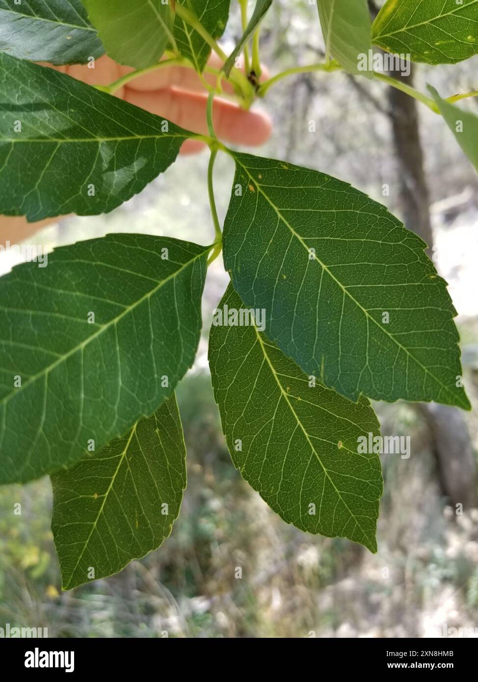 Shamel Ash (Fraxinus uhdei) Plantae Stock Photo - Alamy