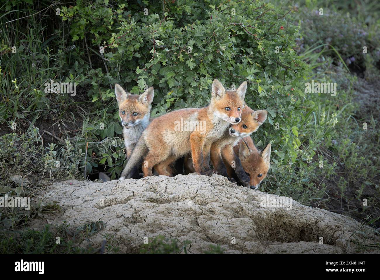 red fox siblings near the burrow (Vulpes vulpes); wild animals in ...