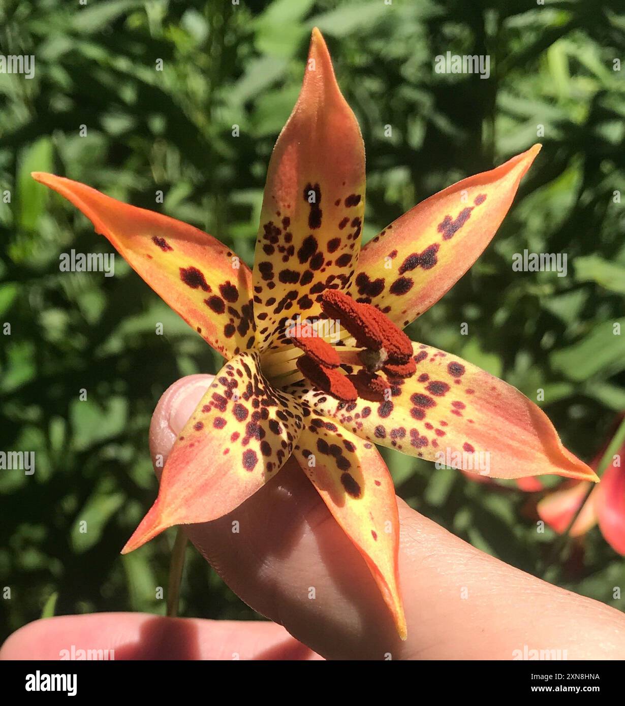 Canada lily (Lilium canadense) Plantae Stock Photo - Alamy