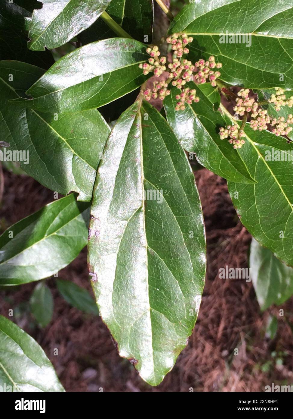 Laurustinus viburnum (Viburnum tinus) Plantae Stock Photo - Alamy