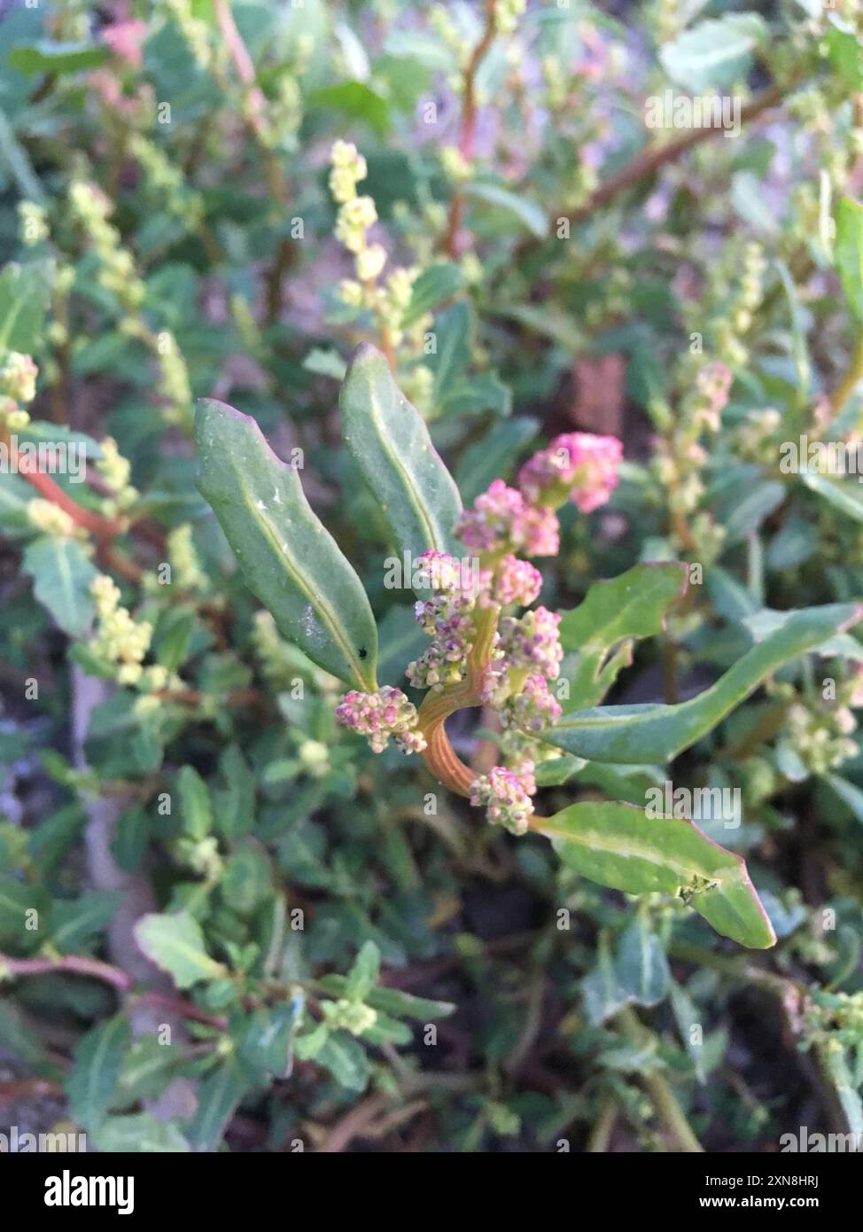 oak-leaved goosefoot (Oxybasis glauca) Plantae Stock Photo - Alamy