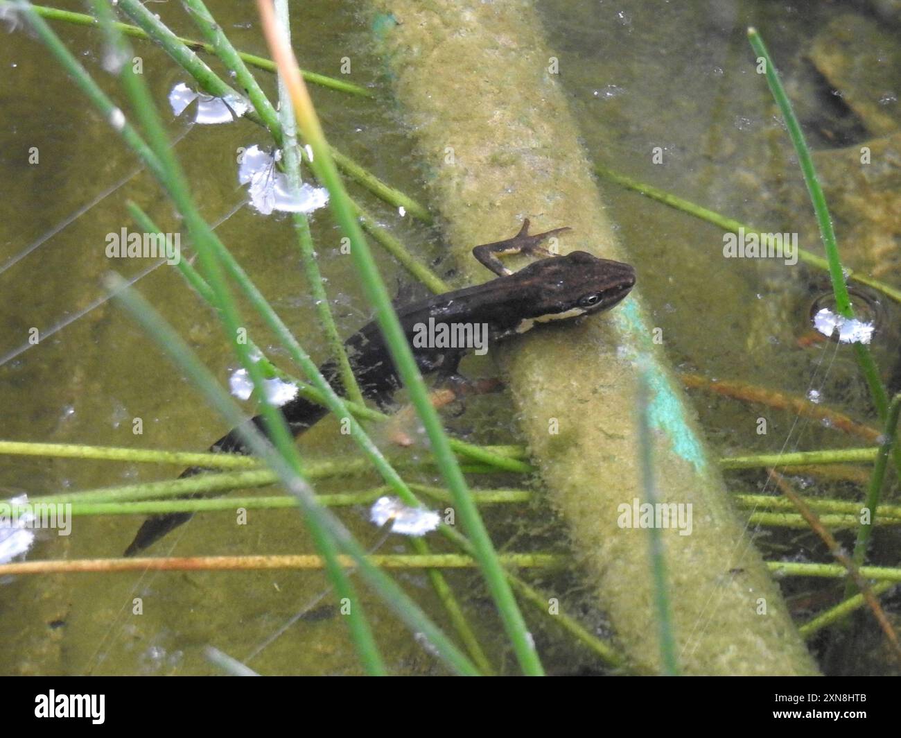 Smooth Newt (Lissotriton vulgaris) Amphibia Stock Photo - Alamy