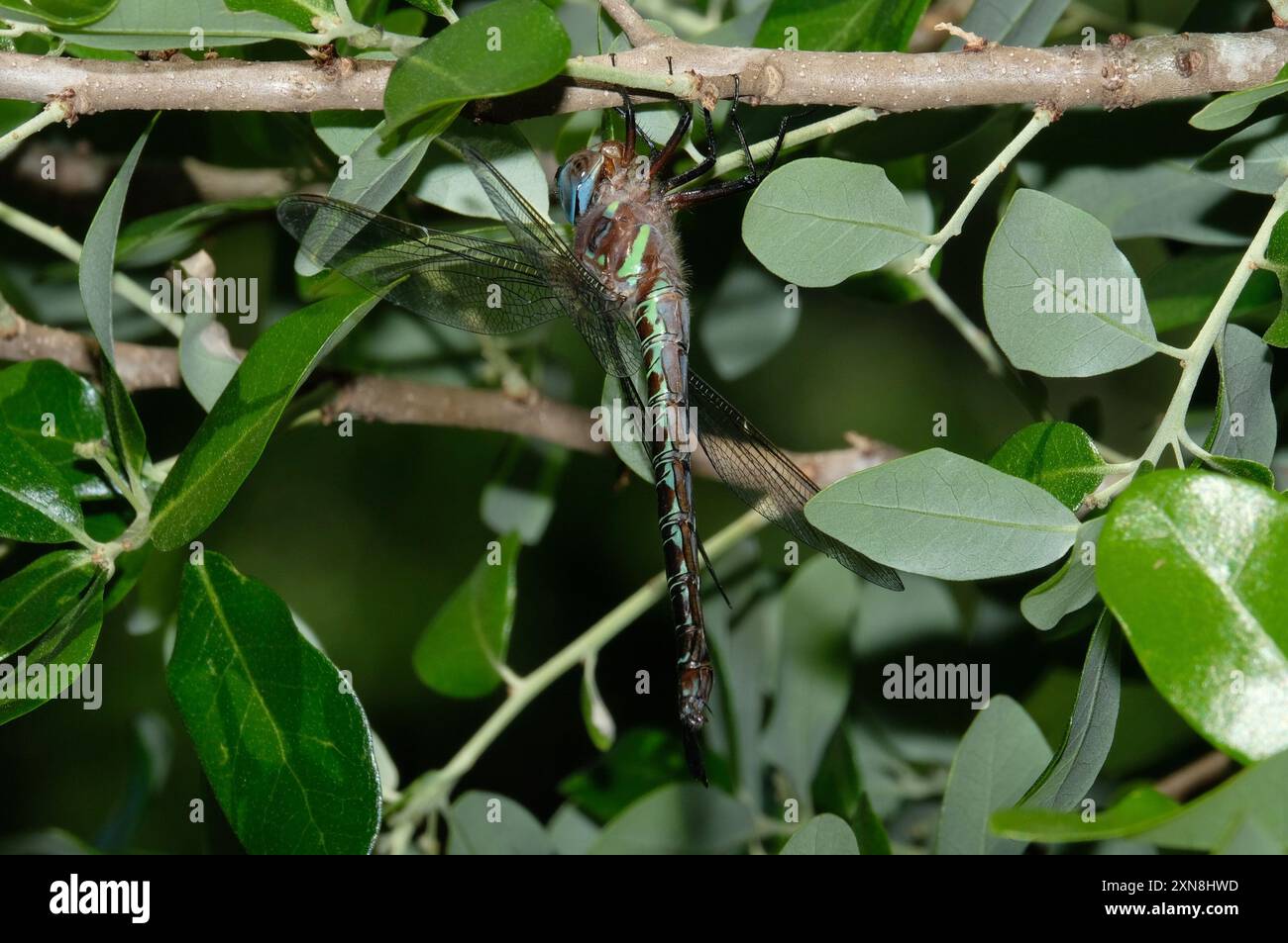 Swamp Darner (Epiaeschna heros) Insecta Stock Photo - Alamy