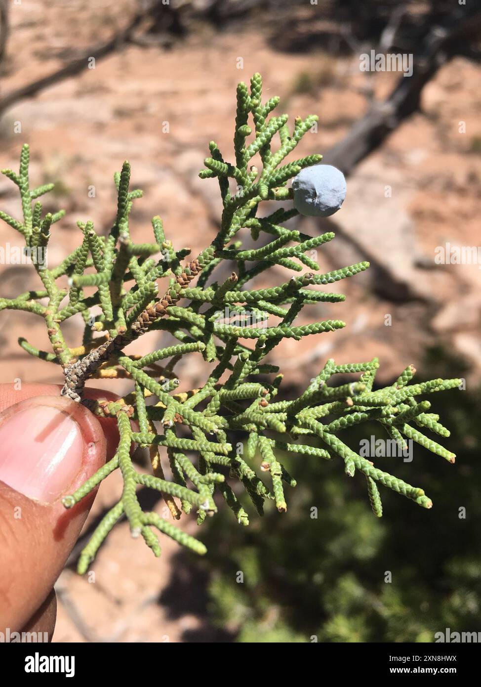Utah Juniper (Juniperus osteosperma) Plantae Stock Photo - Alamy