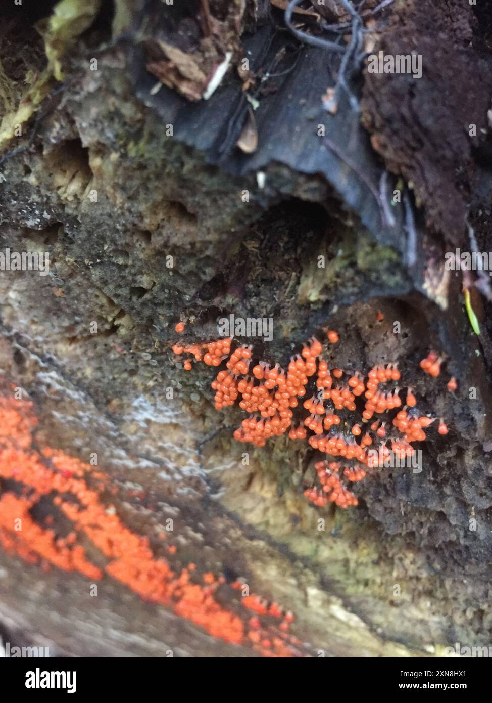 True slime molds hi-res stock photography and images - Alamy