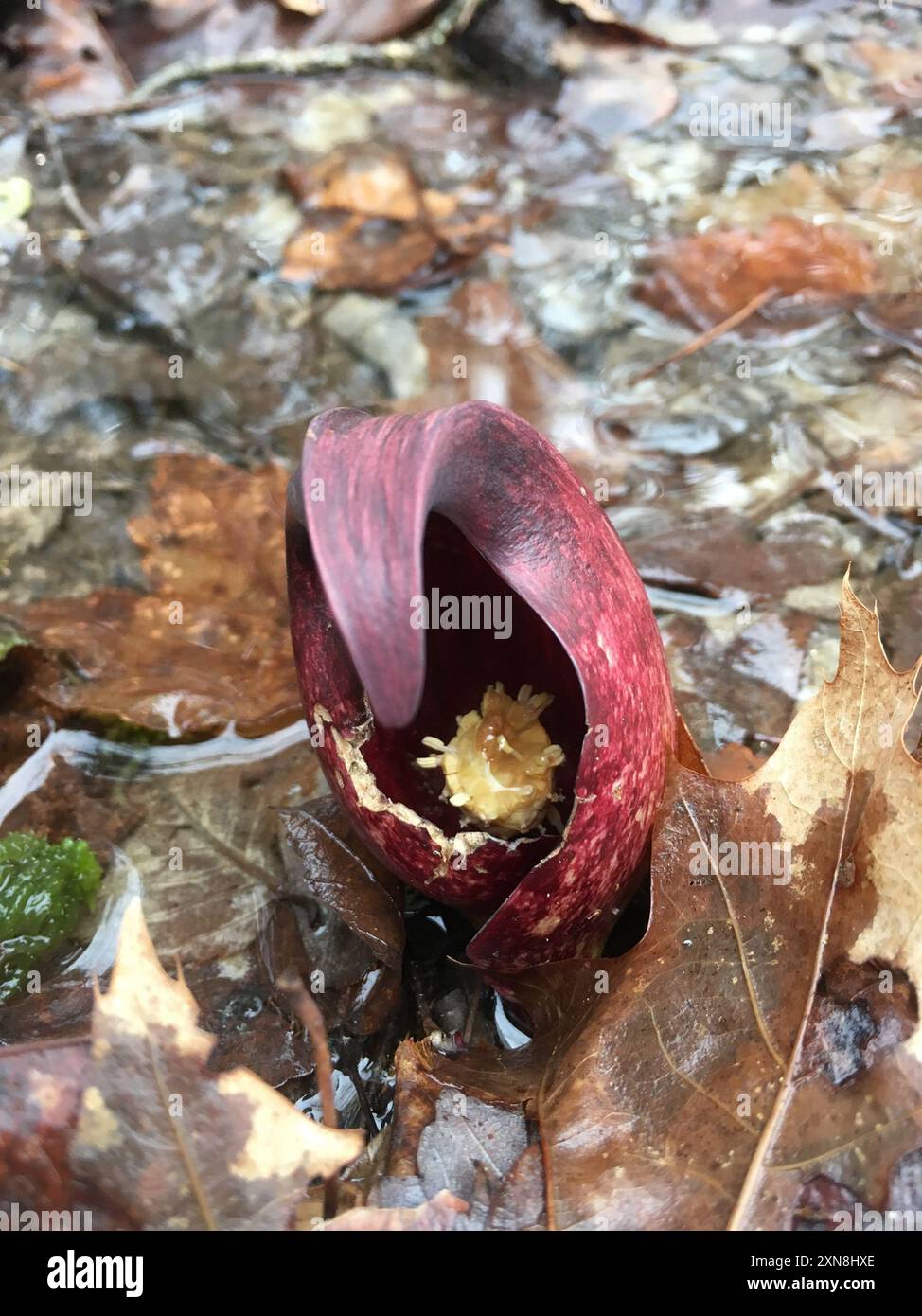 Eastern Skunk Cabbage (Symplocarpus foetidus) Plantae Stock Photo - Alamy
