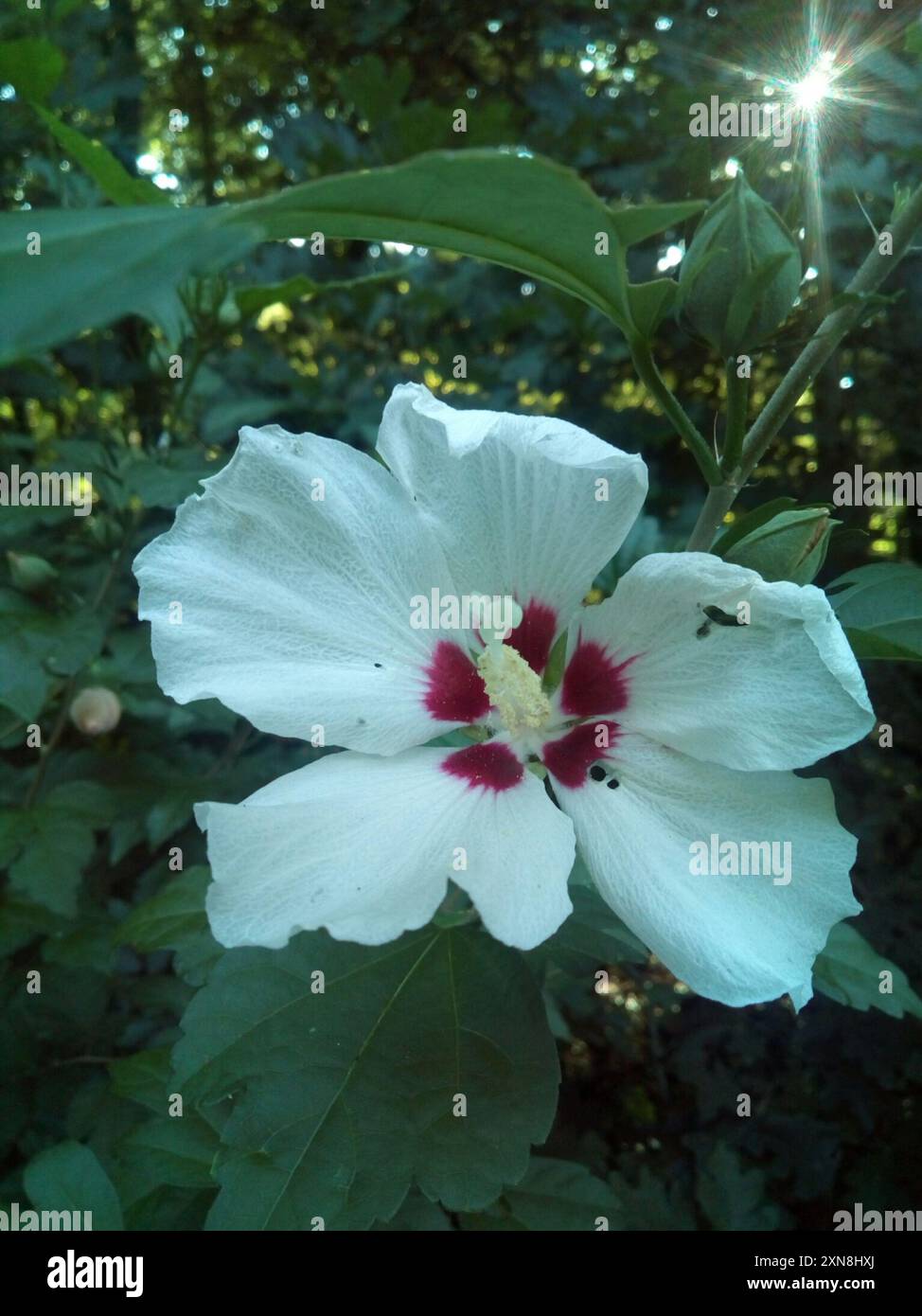 common hibiscus (Hibiscus syriacus) Plantae Stock Photo - Alamy