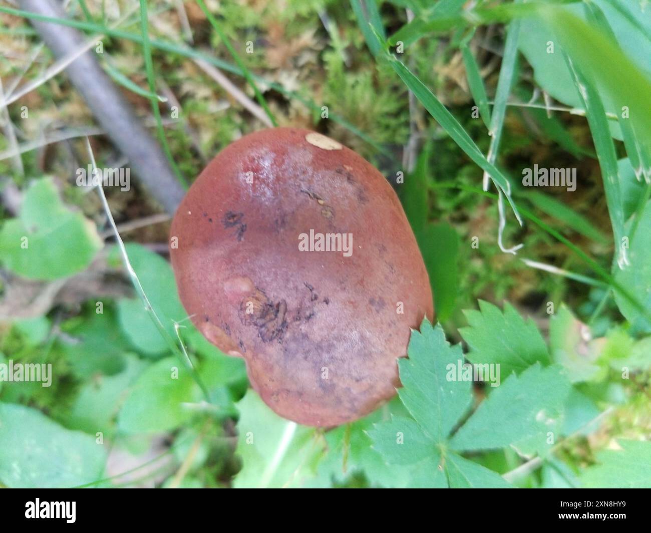 Boletus subvelutipes hi-res stock photography and images - Alamy