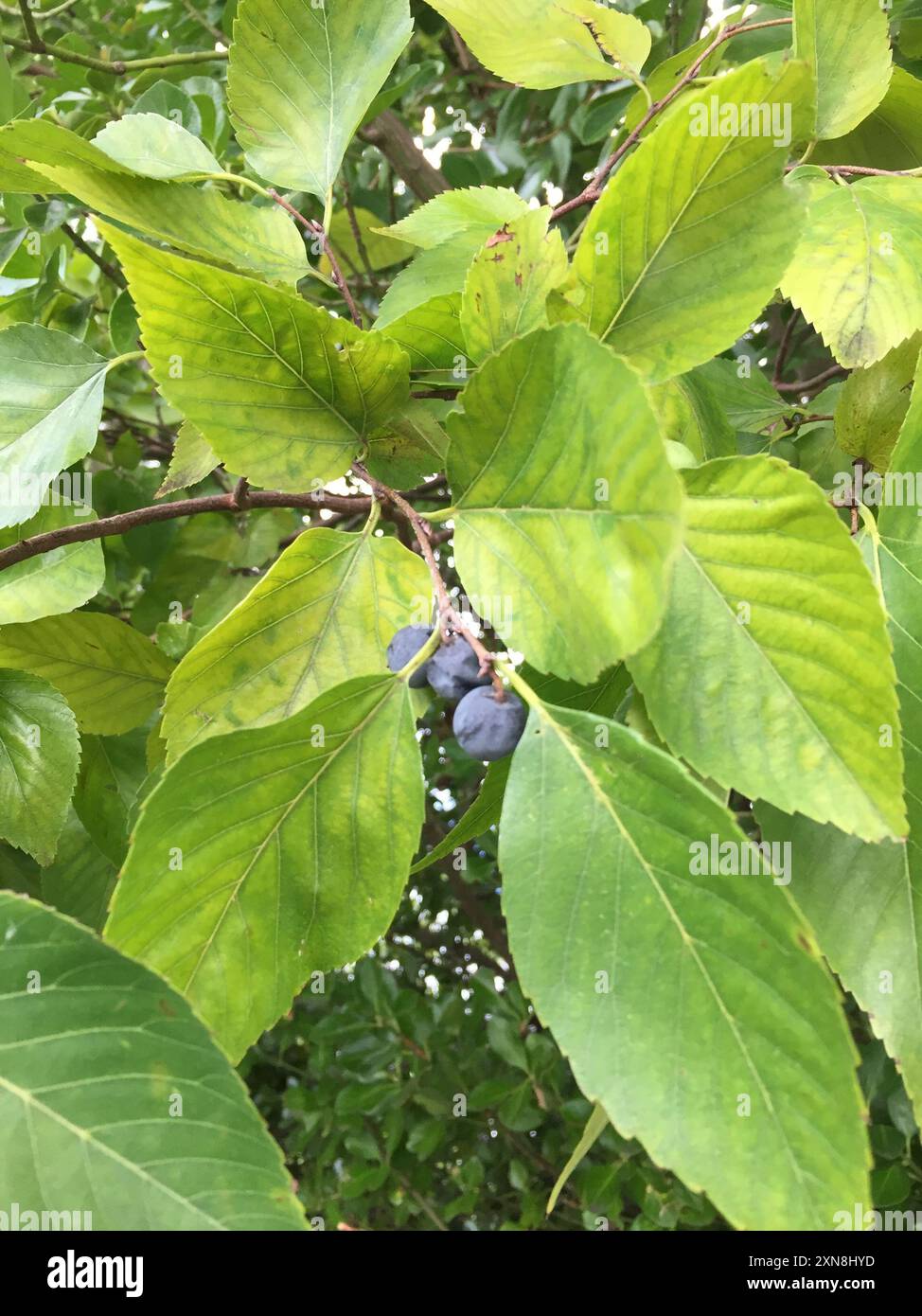 Aphananthe hi-res stock photography and images - Alamy