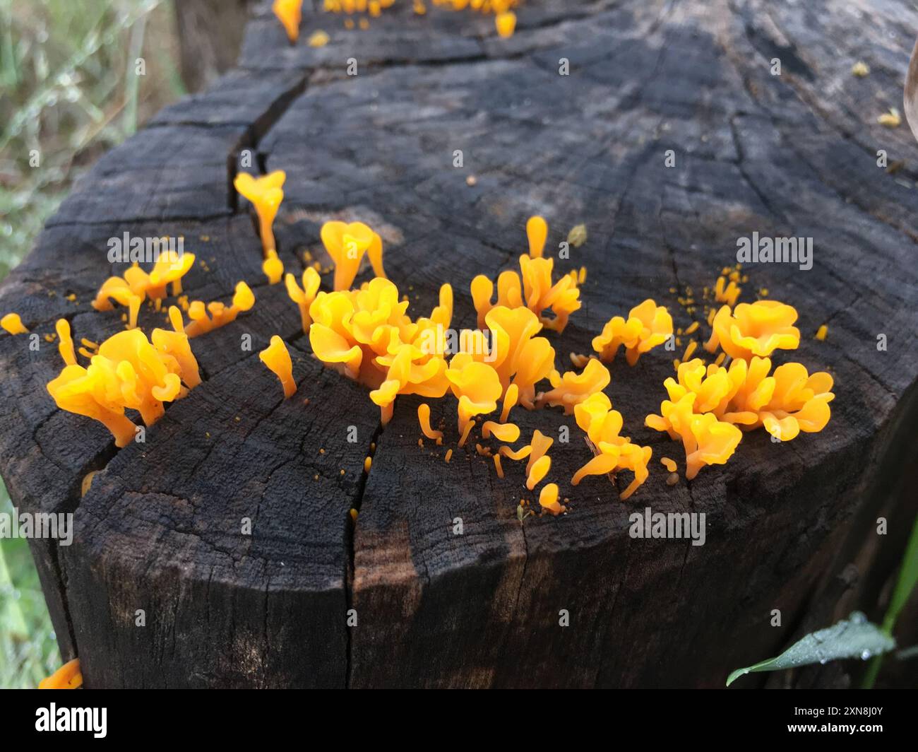 Fan shaped jelly fungi hi-res stock photography and images - Alamy