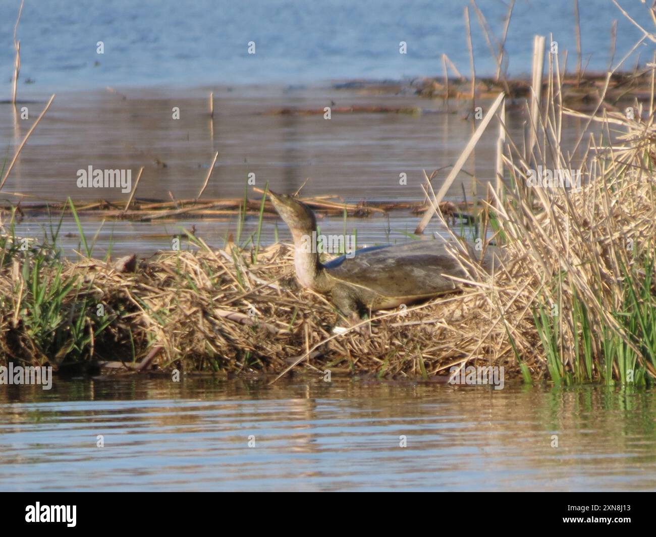 Eastern Spiny Softshell (Apalone spinifera spinifera) Reptilia Stock ...