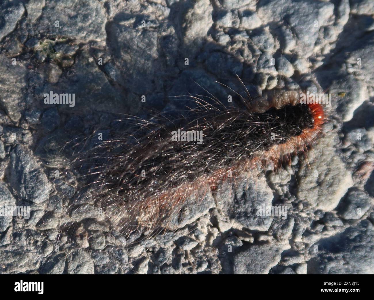 Underwing, Tiger, Tussock, and Allied Moths (Erebidae) Insecta Stock ...