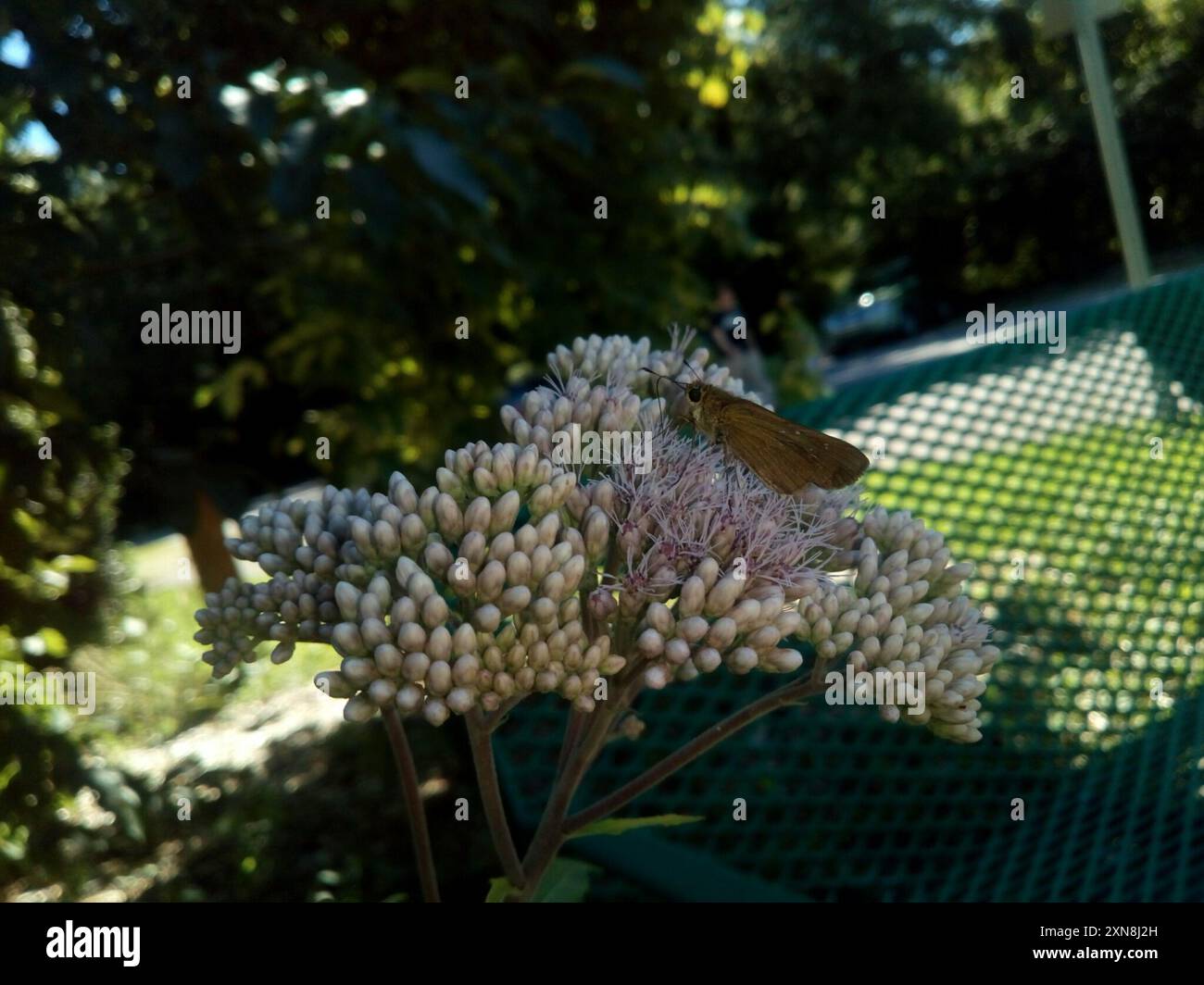 Ocola Skipper (Panoquina ocola) Insecta Stock Photo - Alamy