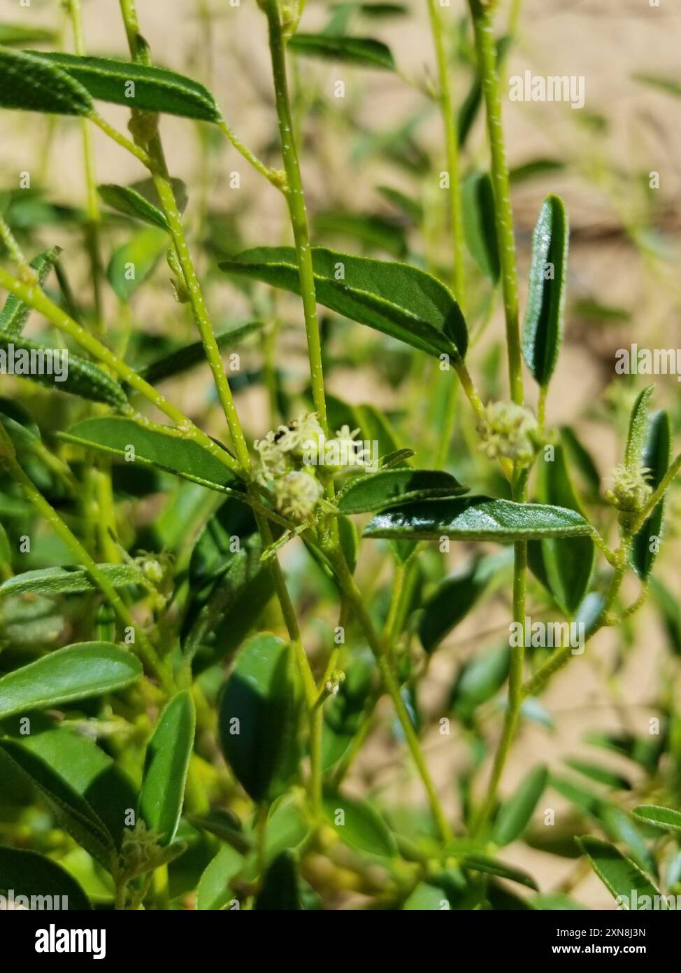skunkweed (Croton texensis) Plantae Stock Photo - Alamy