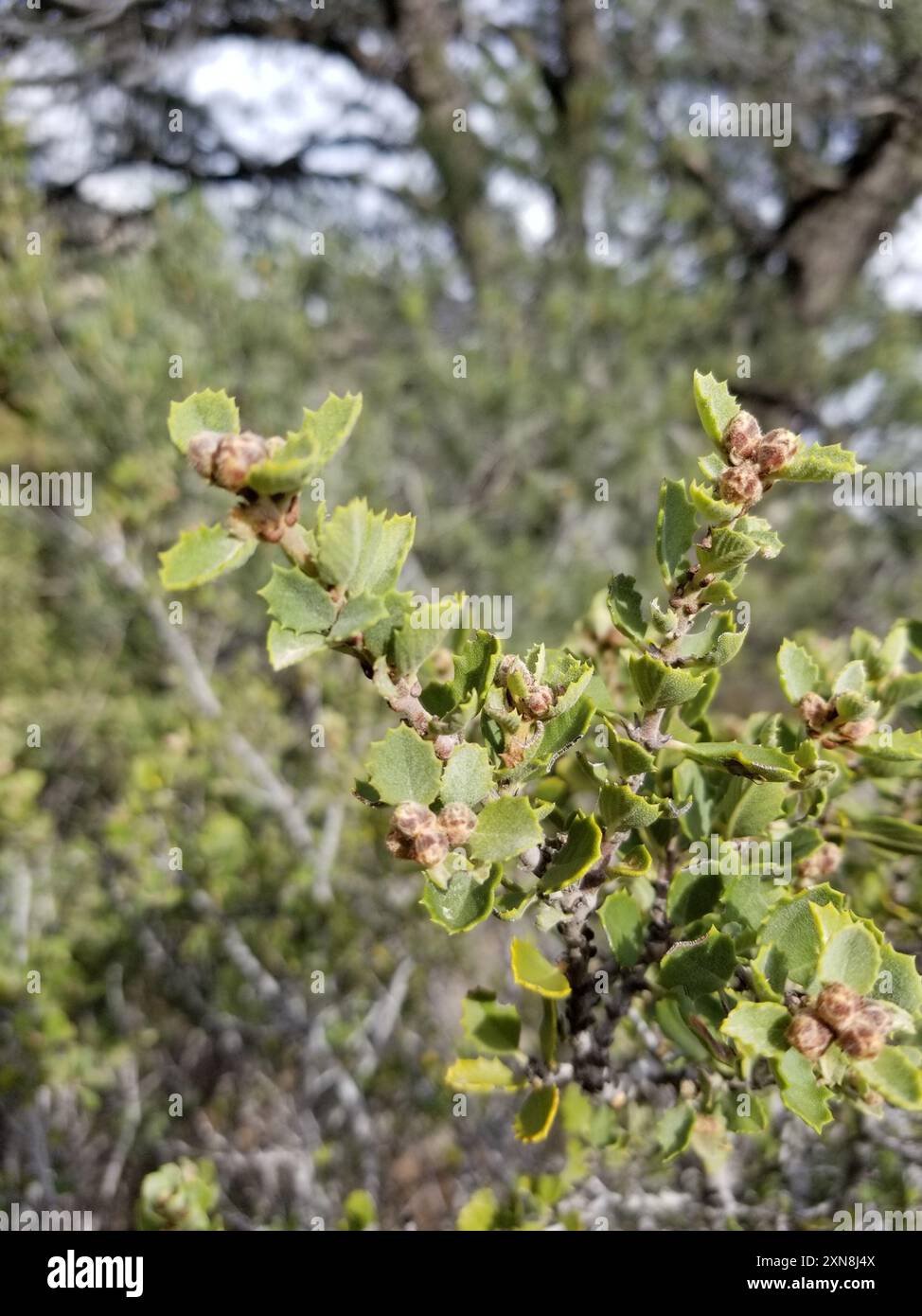 Cupped Leaf Ceanothus (Ceanothus perplexans) Plantae Stock Photo - Alamy
