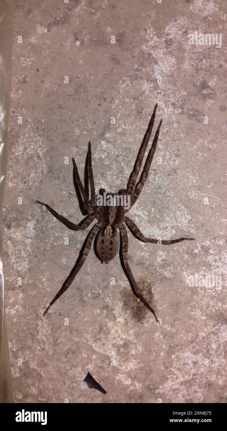 Wolf Spiders and Allies (Lycosoidea) Arachnida Stock Photo - Alamy