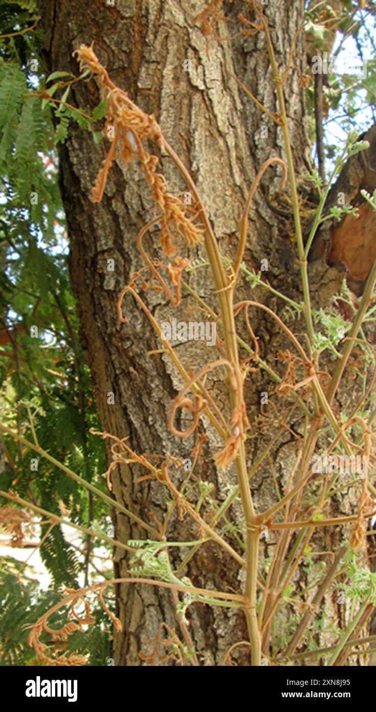 Weeping wattle (Peltophorum africanum) Plantae Stock Photo - Alamy