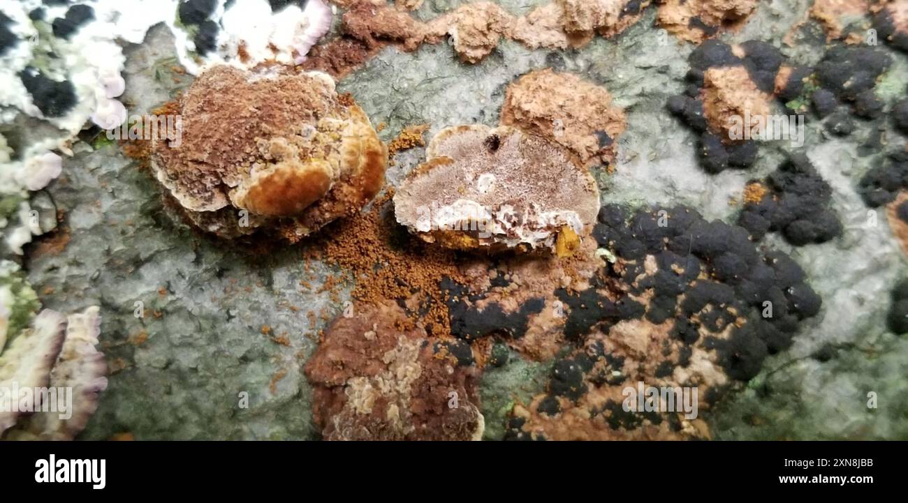 Mustard Yellow Polypore (Fuscoporia gilva) Fungi Stock Photo - Alamy