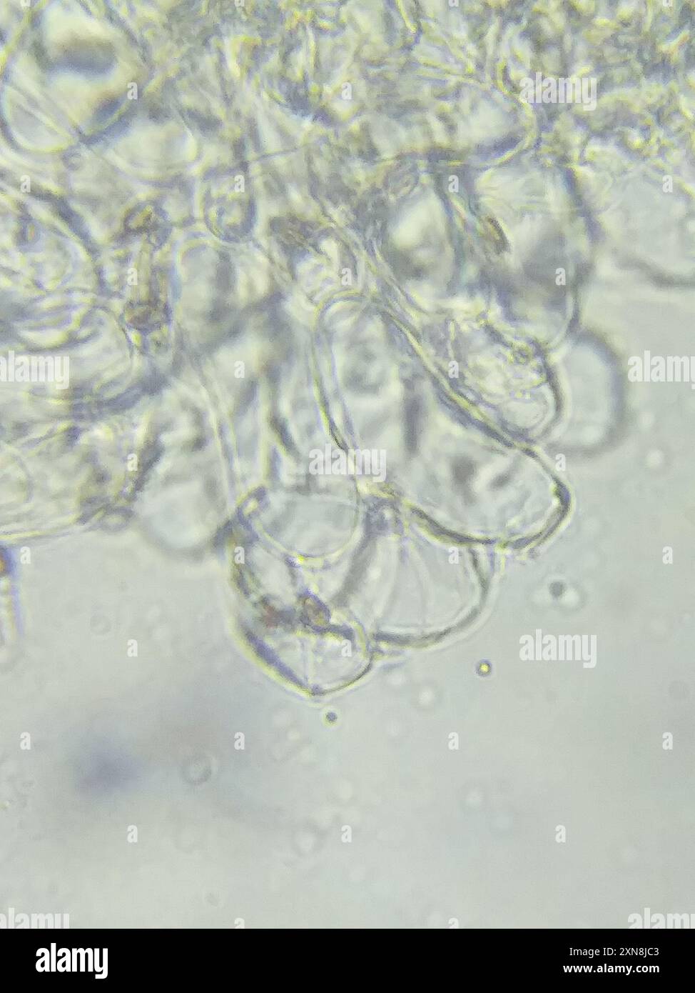 Pale Brittlestem (Candolleomyces candolleanus) Fungi Stock Photo - Alamy