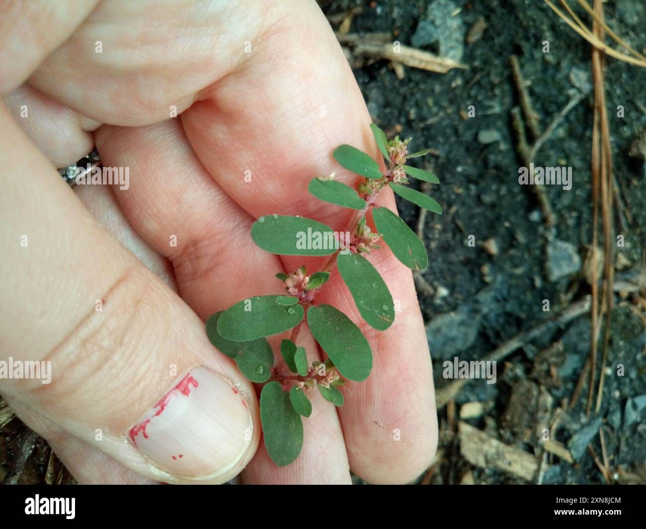 Spotted spurge (Euphorbia maculata) Plantae Stock Photo - Alamy