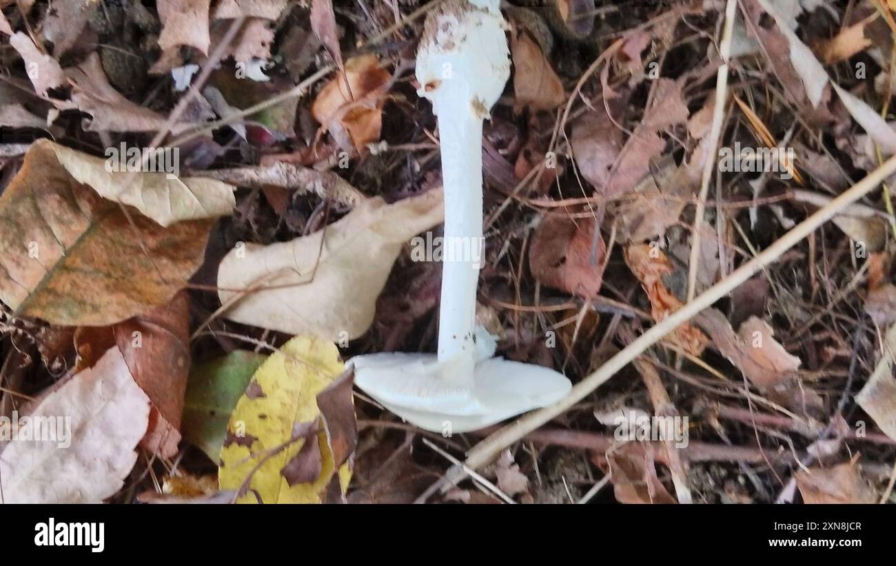 Eastern destroying angel amanita hi-res stock photography and images ...