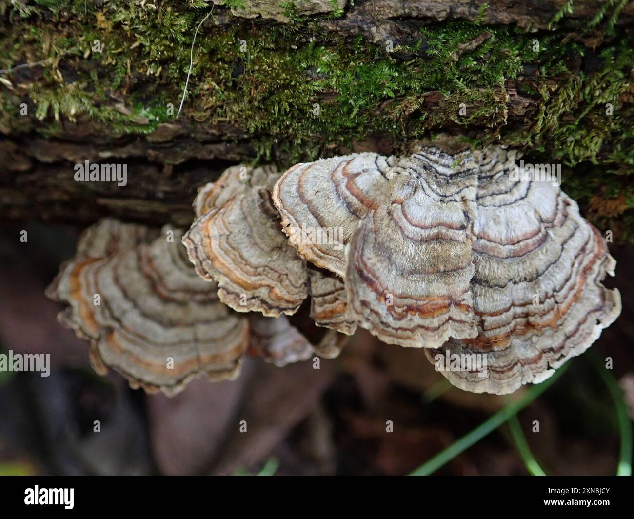 turkey-tail (Trametes versicolor) Fungi Stock Photo - Alamy