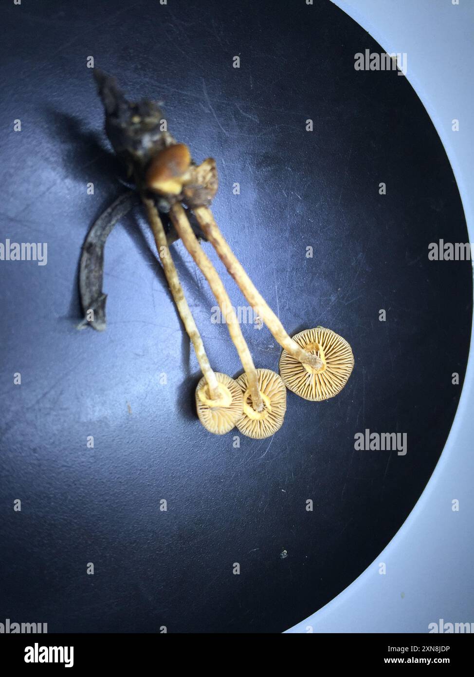 Pholiotina rugosa hi-res stock photography and images - Alamy