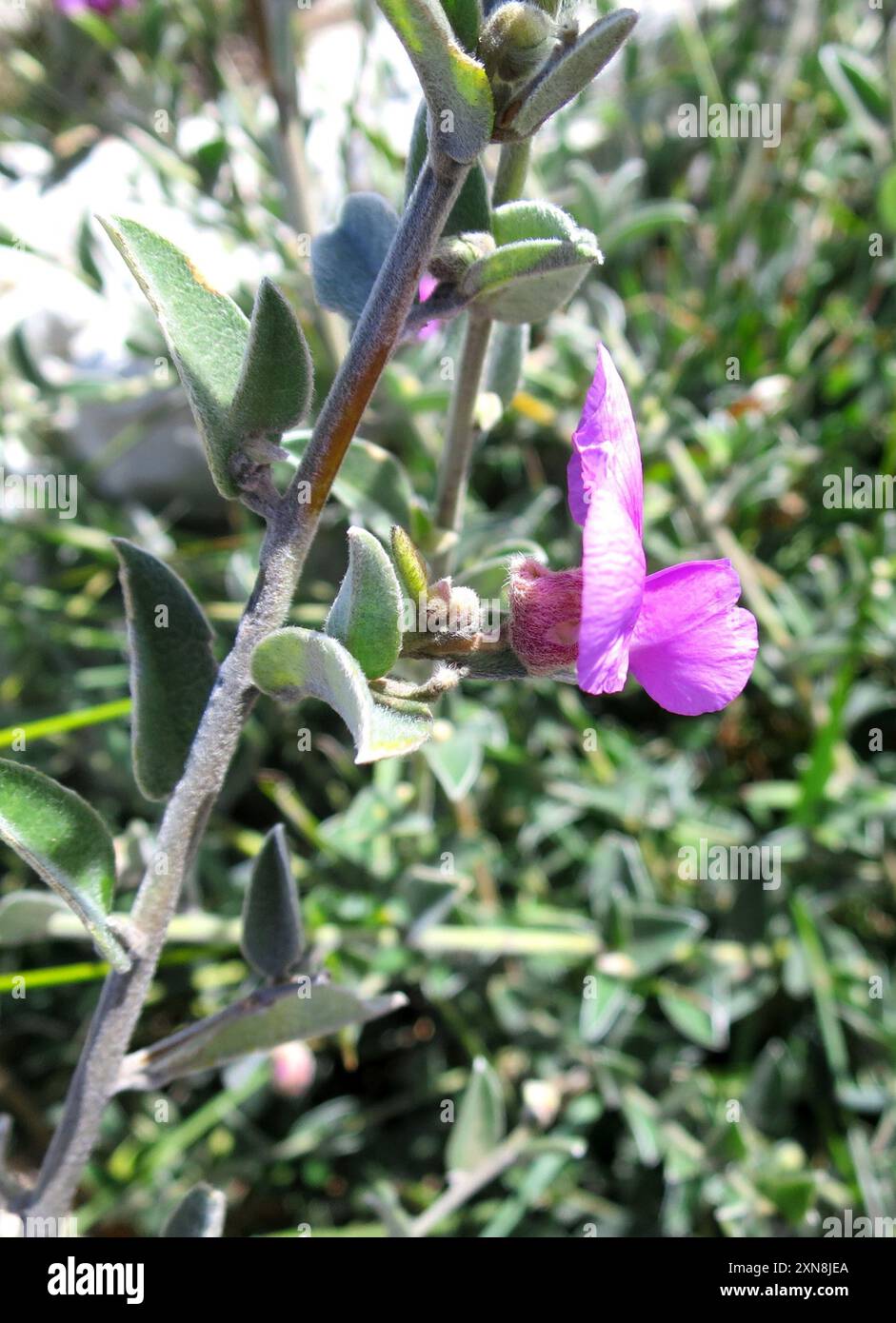 Hairy Capesweetpea (Podalyria burchellii) Plantae Stock Photo - Alamy