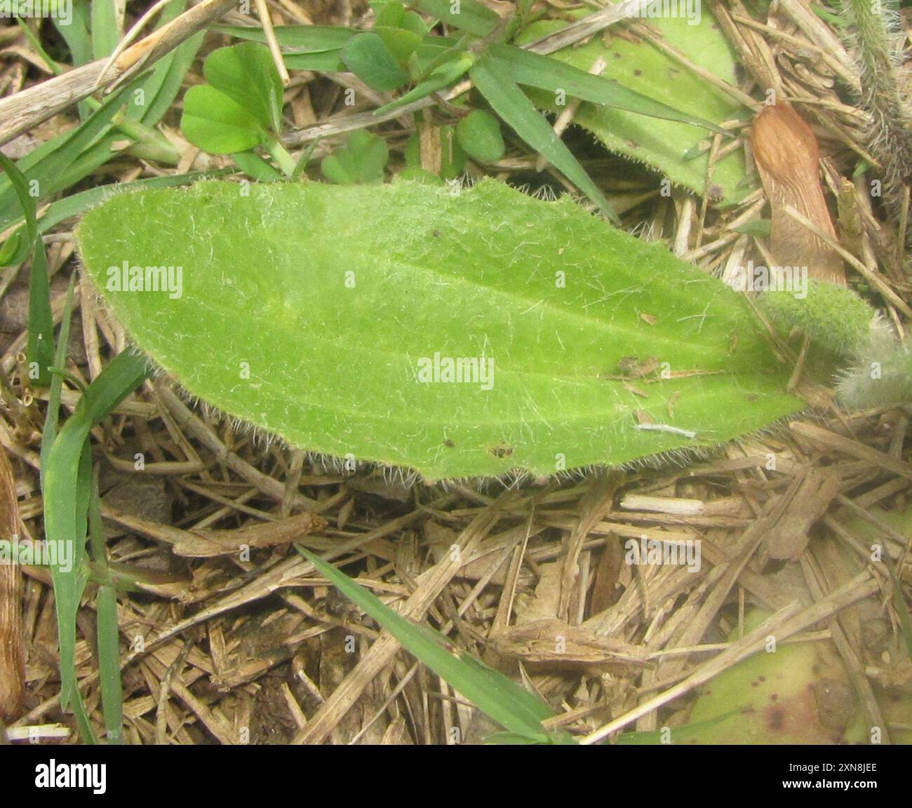 dwarf plantain (Plantago virginica) Plantae Stock Photo - Alamy