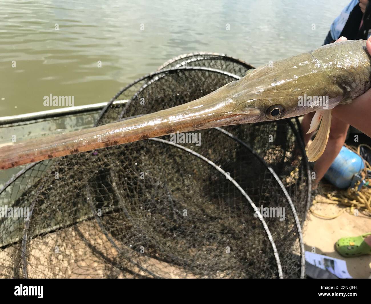 Longnose Gar (Lepisosteus osseus) Actinopterygii Stock Photo - Alamy