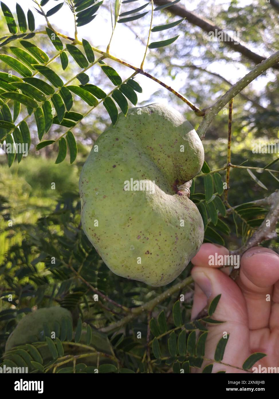 Pacara Earpod Tree (Enterolobium contortisiliquum) Plantae Stock Photo ...